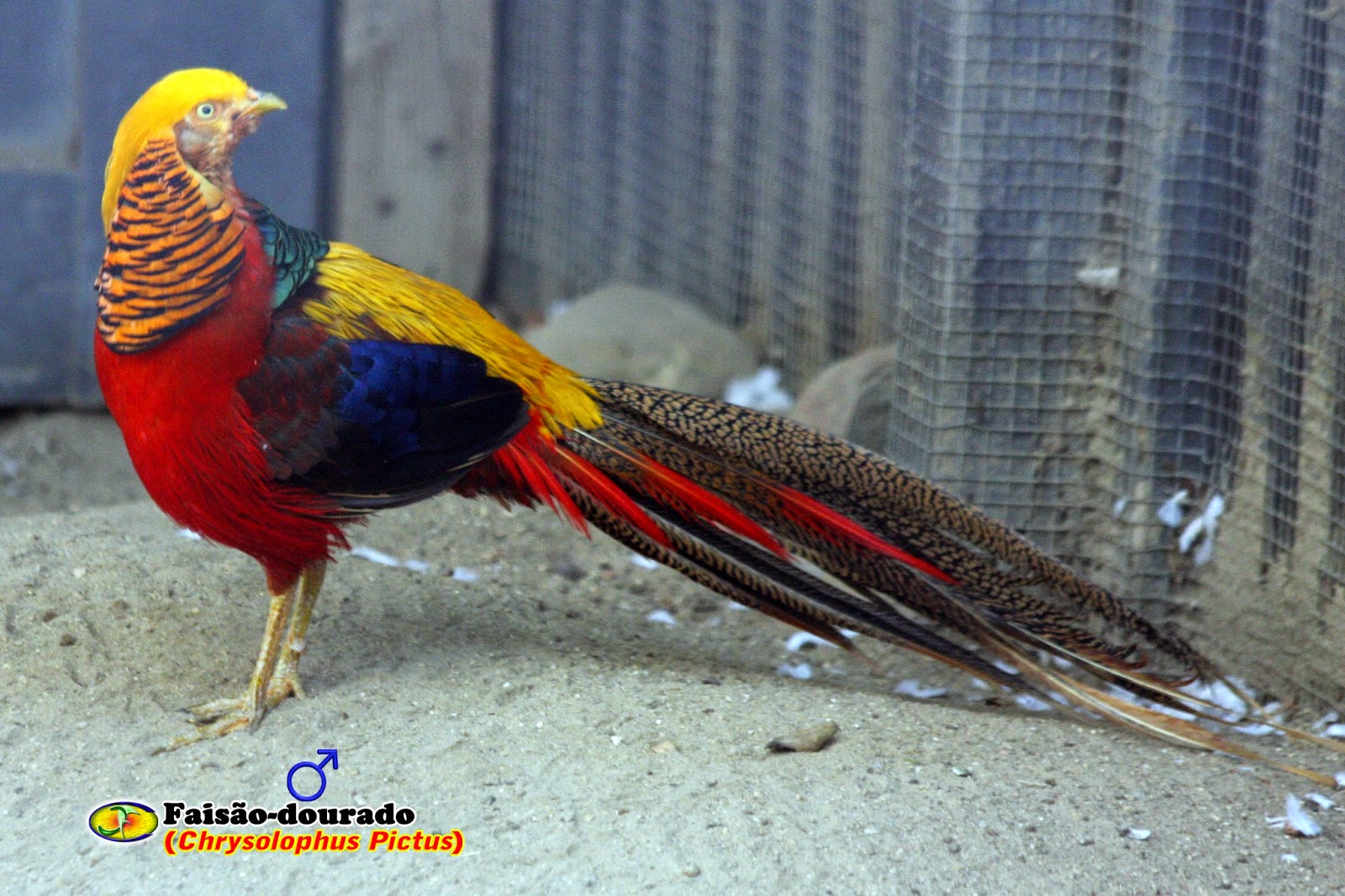 Zoologia: Faisão-dourado (Chrysolophus pictus)